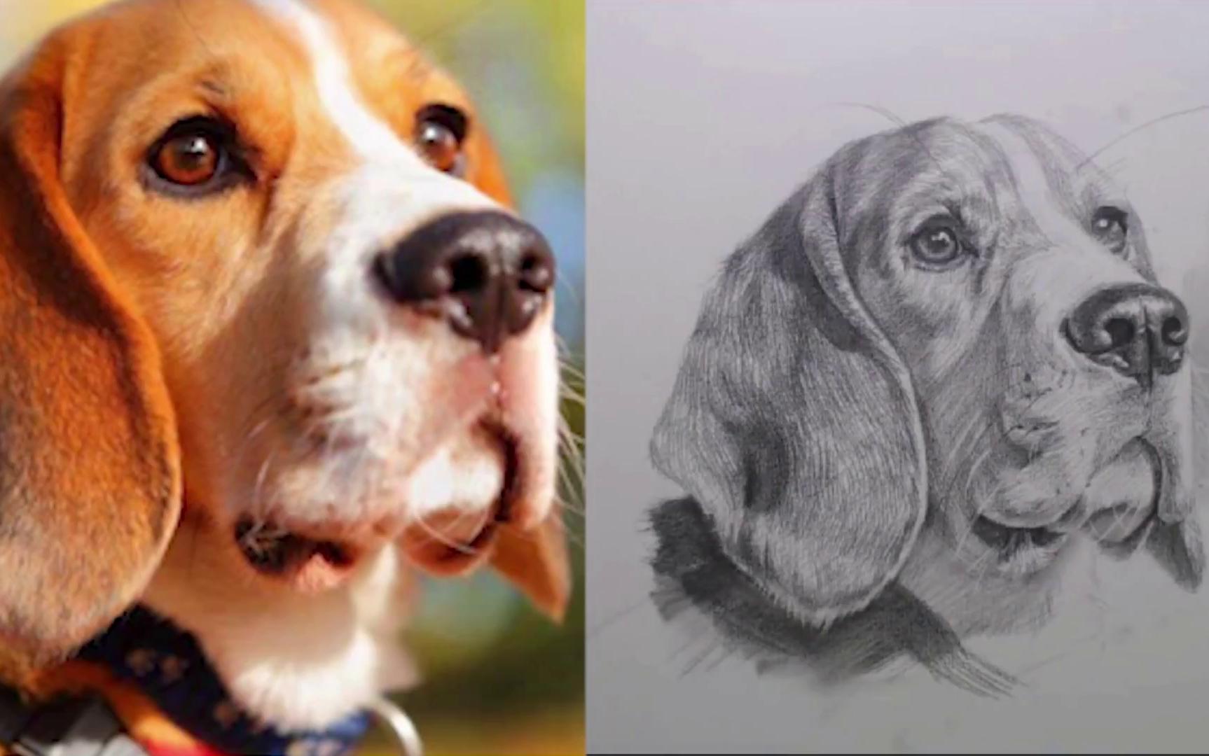 【素描教程简单学】素描狗狗示范教程