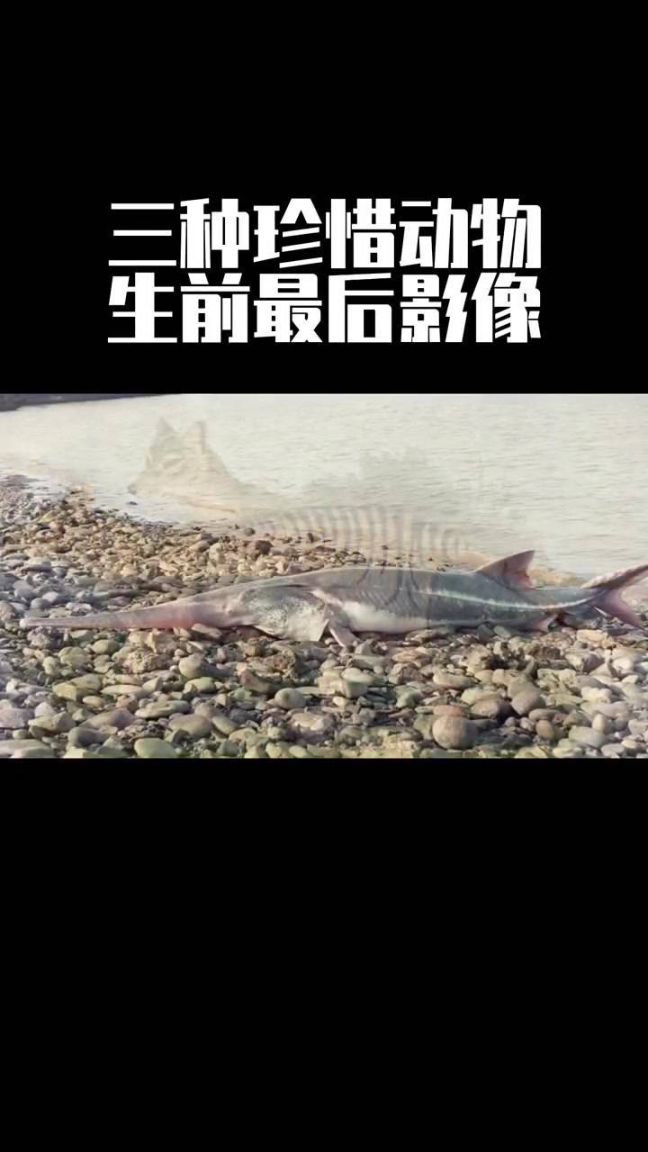 保护野生动物,保护生态环境