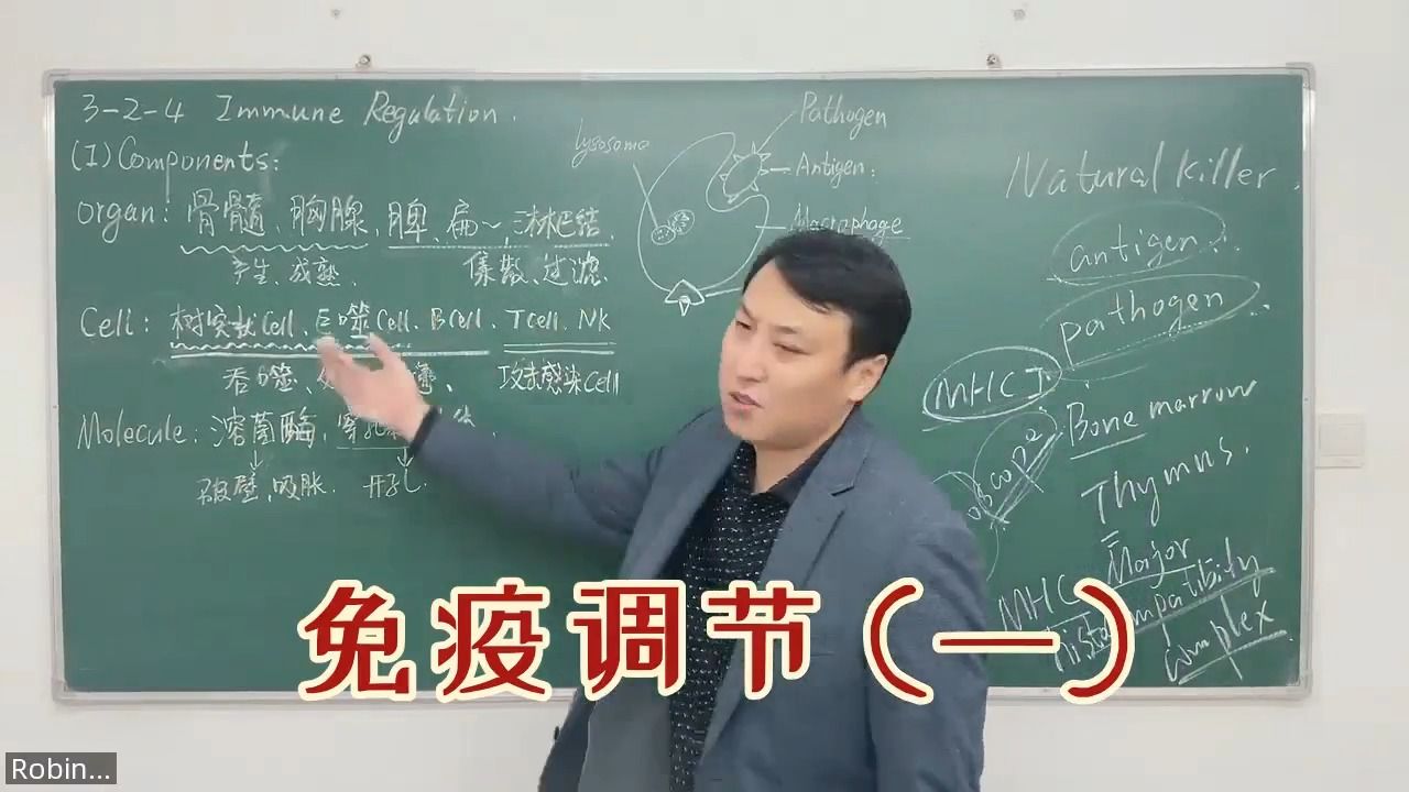 免疫调节(一):①免疫器官、细胞与分子;②抗原呈递细胞;③MHC分子;④...