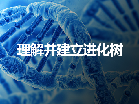 理解并建立进化树