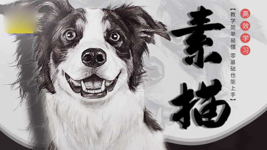 素描边牧之起形分析