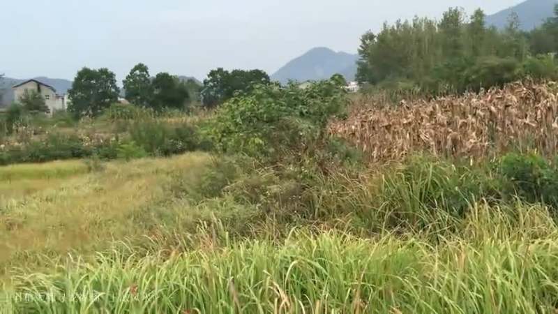 风水视频潜龙地,王君植风水大师湖北看风水寻龙现场实拍