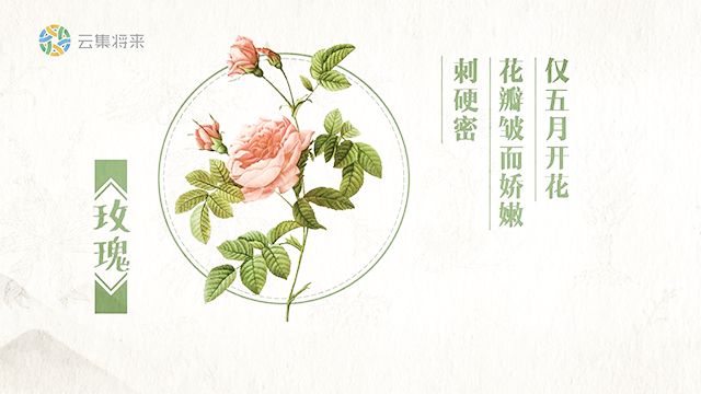 45秒带你认识玫瑰花的药用价值