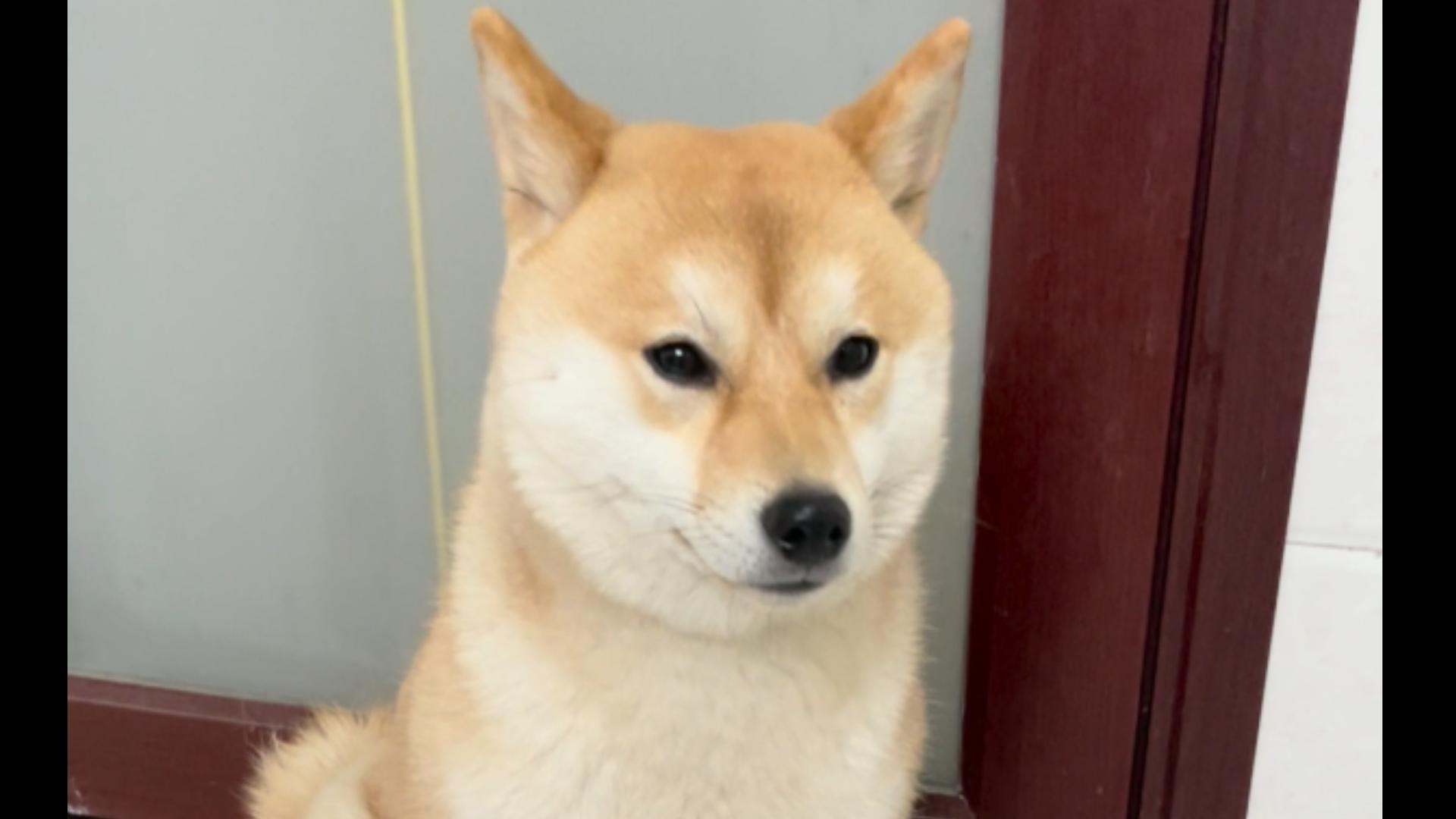 完了好像炖狗的事实解释不清了。