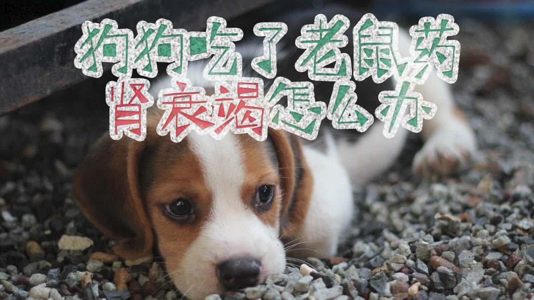 狗狗吃了老鼠药肾衰竭怎么办