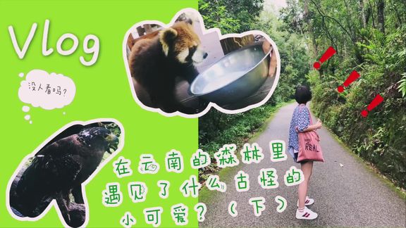 深入云南的原始森林,遇见了萌萌哒的小熊猫和其他小可爱