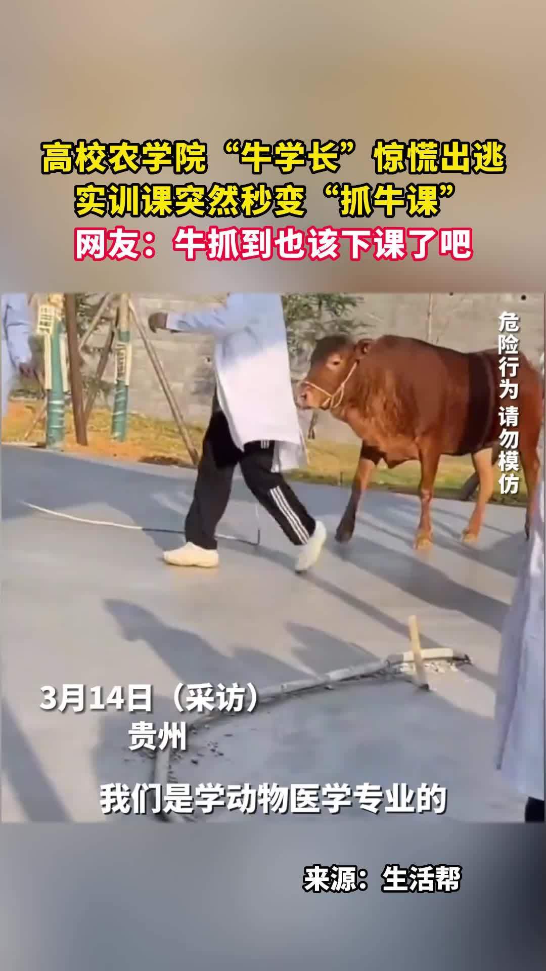 高校农学院"牛学长"惊慌出逃,实训课突然秒变"抓牛课"