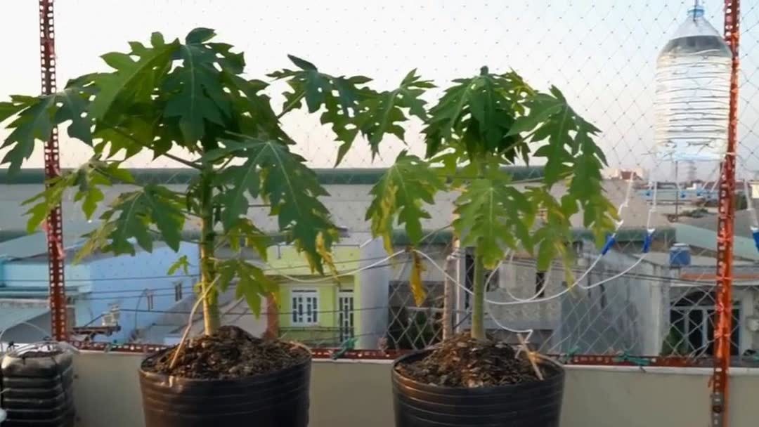 DIY滴灌供水系统,材料超级简单,流量控制十分精确