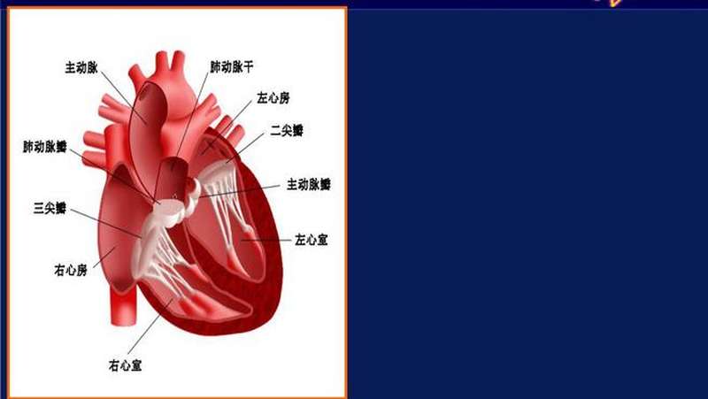 心脏瓣膜病的症状有哪些