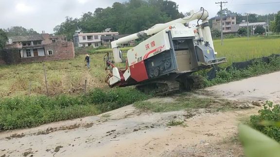 今年稻谷大丰收。可惜我没种有稻谷。也不知道是怎么种的只有看的