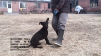 墨界黑狼犬幼犬7438公