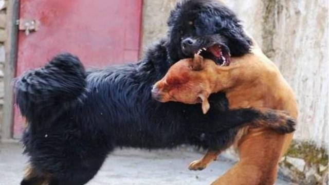 藏獒大战比特犬,一招将其致命,这就是实力的悬殊