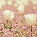 郁金香爱游戏呀 