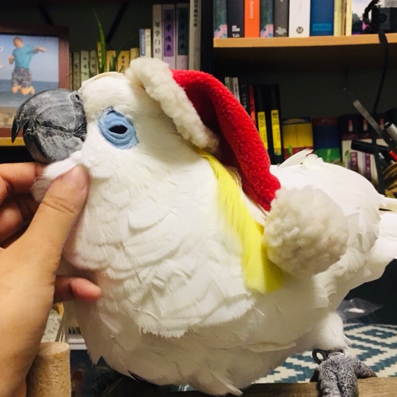 动物园园长潘婶儿 