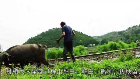 农民种植大米的过程,看了你还好意思浪费粮食吗