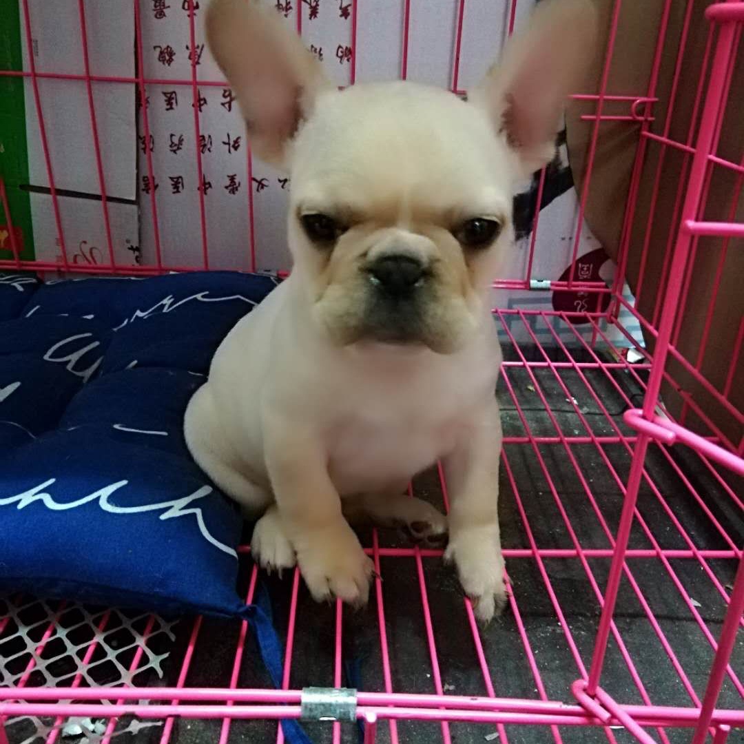 W1旺仔妞妞点点 