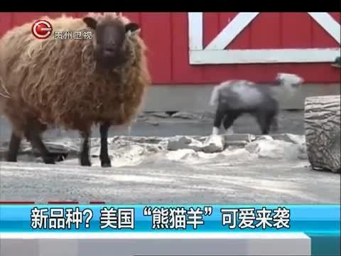 新品种?美国"熊猫羊"可爱来袭
