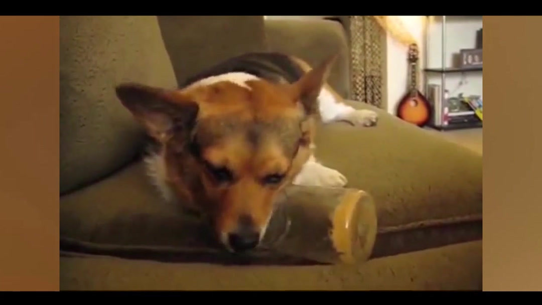 不到黄河不死的狗宝宝