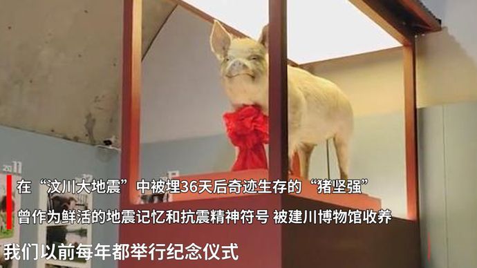 果然视频|汶川地震14周年:"猪坚强"标本在建川博物馆展出
