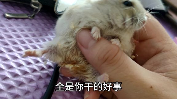 可爱小仓鼠逃逸7天,到底对主人做了什么让主人如此崩溃?
