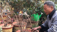 牡丹花怎么养?老花农手把手教你,保证叶片翠绿花开飘香!