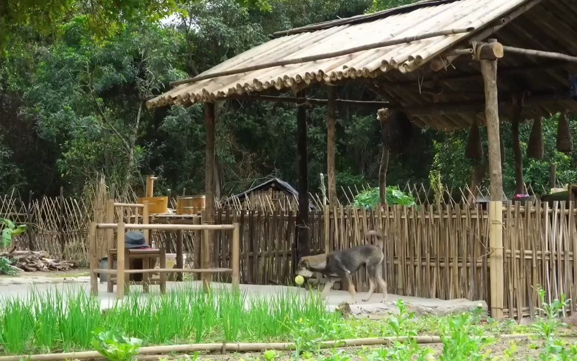 完整视频:300 天的森林、园艺、种植、收获、烹饪和照顾宠物