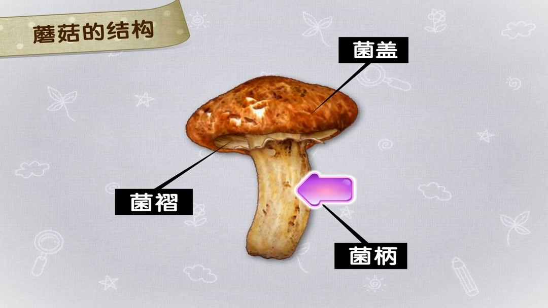 亲宝故事之观察自然:生长在阴凉处的蘑菇下