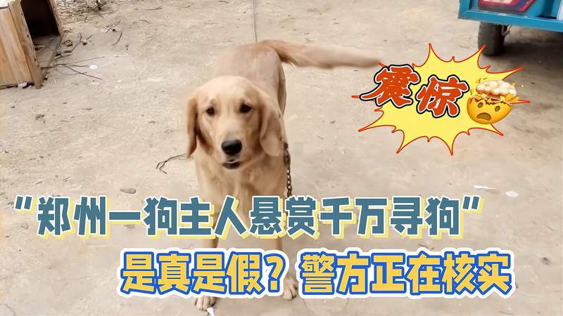 网传:郑州一狗主人悬赏1000万寻狗,引发公众热议和质疑?