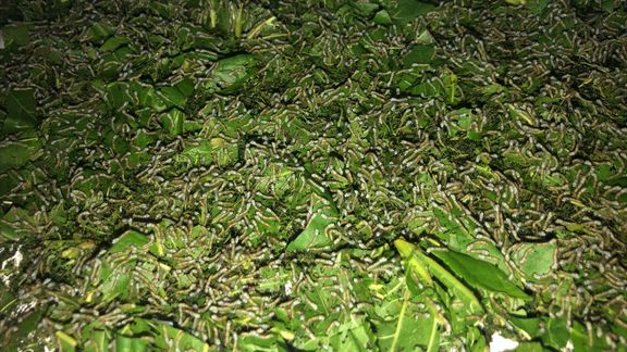 盐城小伙家里养蚕,可蚕却变成了“烫手山芋”!小伙直呼不想养了