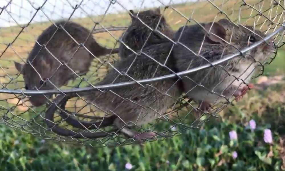 简单原始的灭鼠方法,3分钟老鼠乖乖投降,几小时抓一笼不成问题