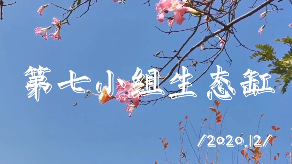 记录|生态缸制作