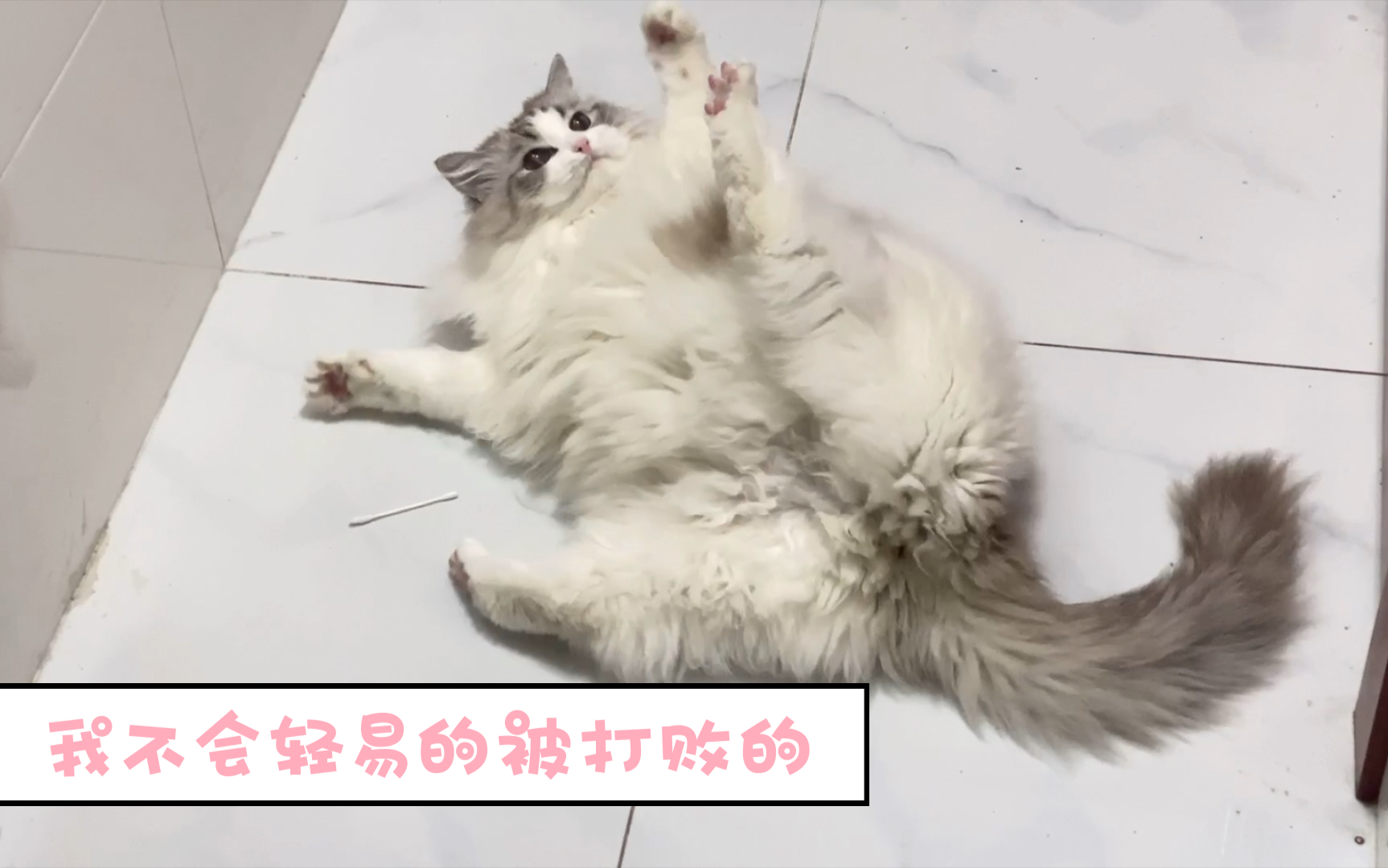 【布偶猫】小猫咪大战棉签