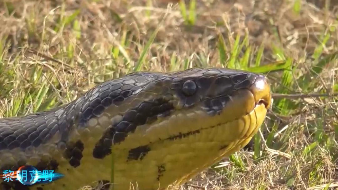 男子草地实拍巨蟒,这也太大太吓人了吧!