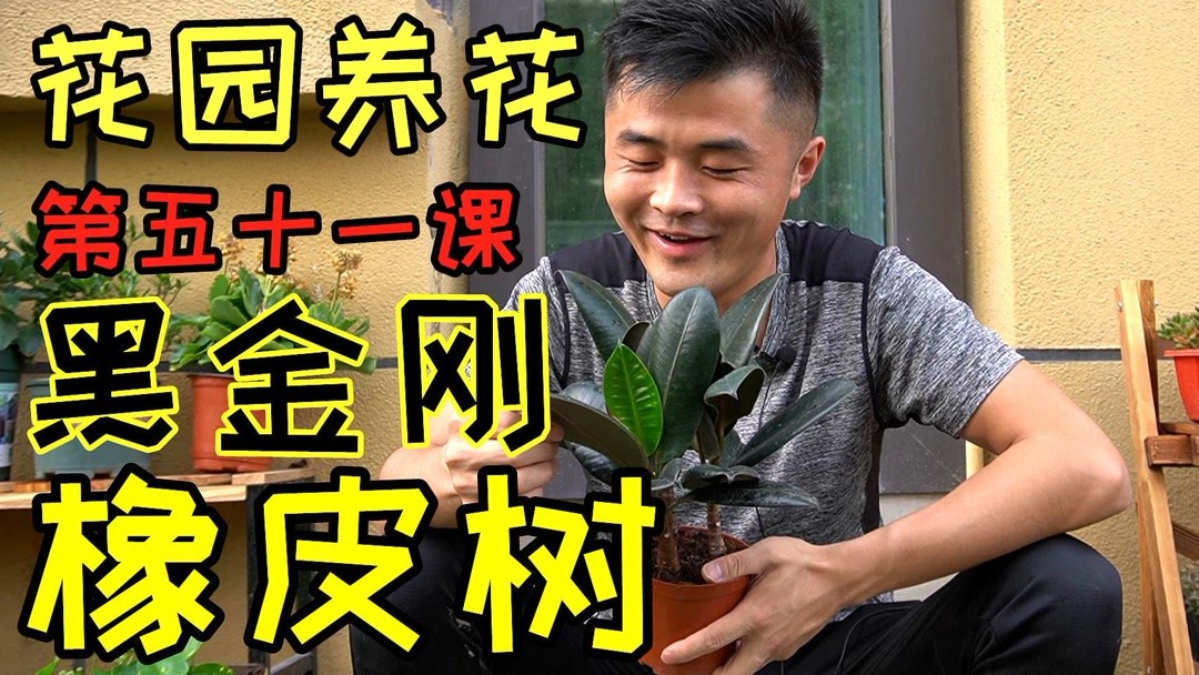 橡皮树养护方法,黑金刚是这样养成的,掌握这些不用慌