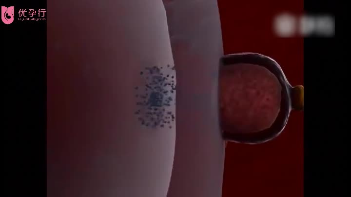 试管婴儿发育全过程动画演示,生命很神奇!