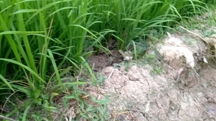 插秧四十天干旱少雨禾苗的生长状况