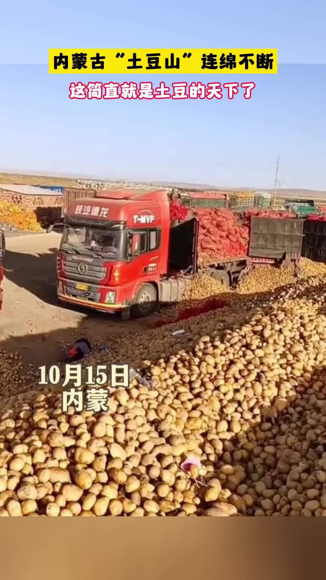 金秋丰收,内蒙古“土豆山”连绵不断,这简直就是土豆的天下了