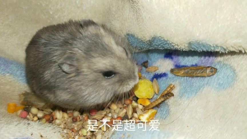 仓鼠碰见猫声会怎么样?