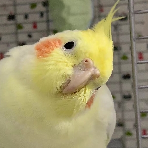 墨墨无闻即墨侯 