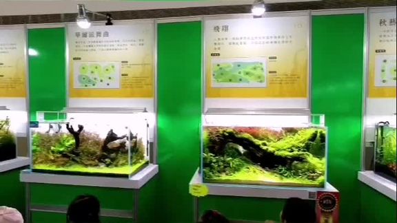 ...的水草,在鱼缸中打造美丽的景观,你见过吗?#室内设计 #水草造景 #...