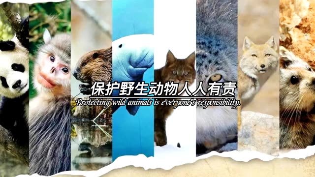 人类对动物的伤害究竟有多大?