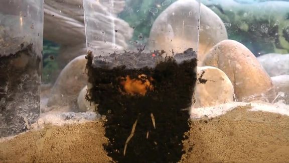 精彩实拍:记录蚕豆从种子到树苗的成长过程,简直太奇秒了