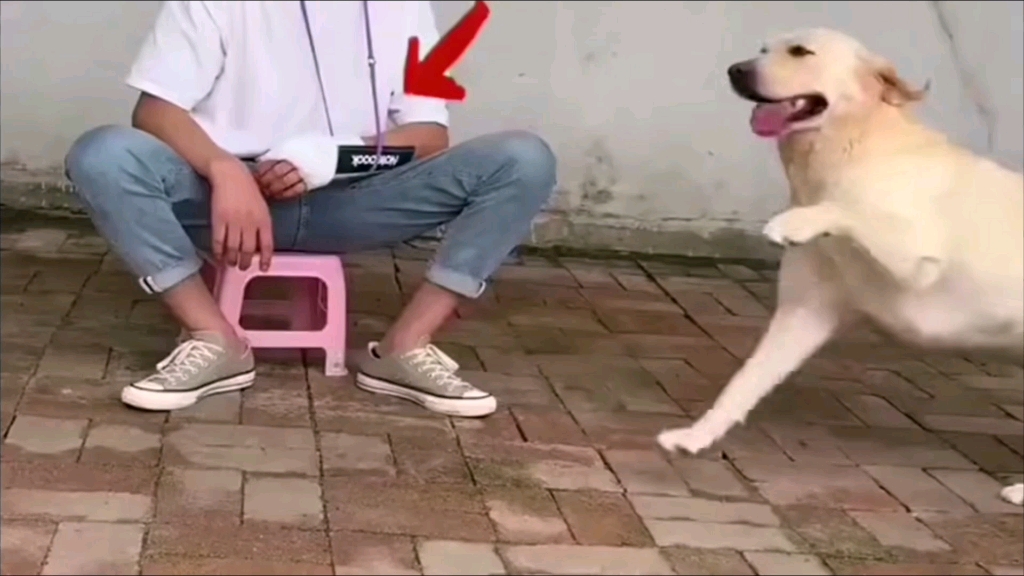 狗狗模仿主人受伤,气死人!