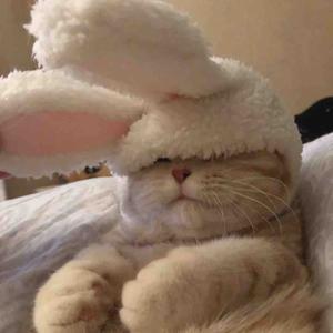 做梦都在装修的CC 