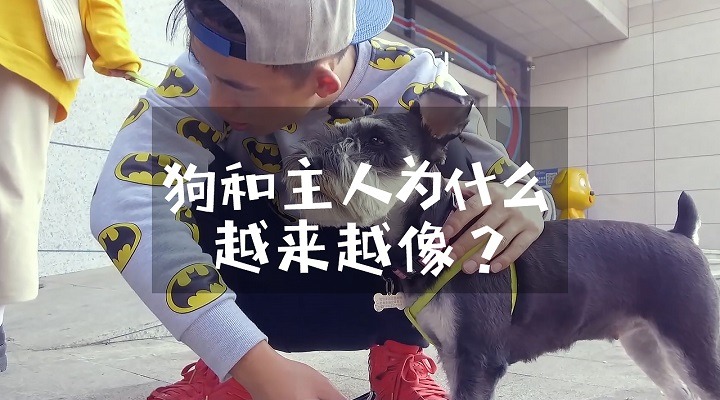 通过性格分析可以判断出你喜欢哪种狗