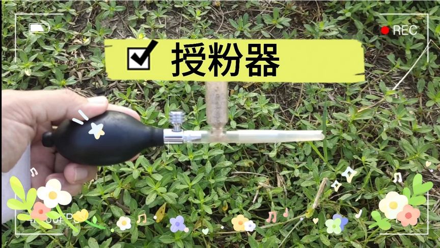 凤梨释迦授粉器