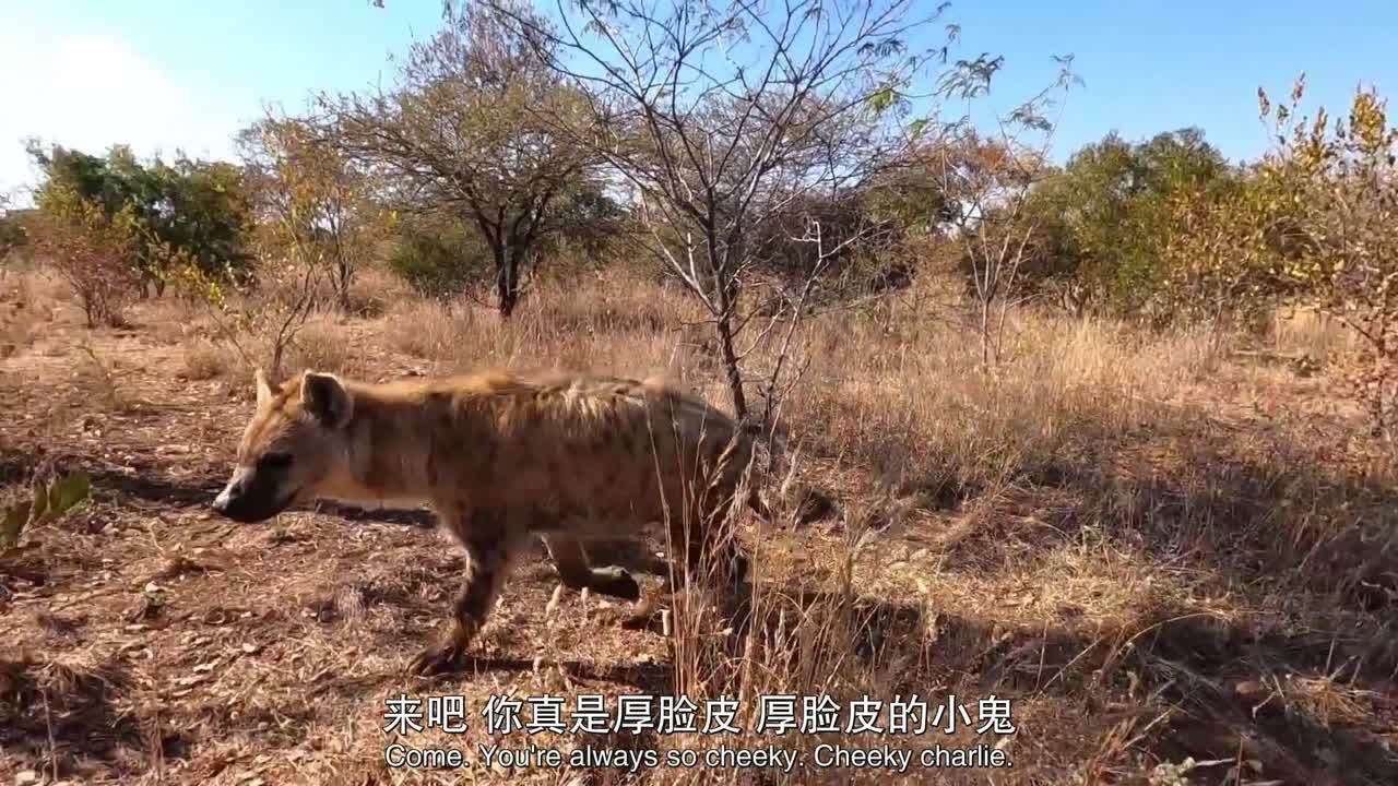 【The Lion Whisper】斑鬣狗们的过人天赋和生活习性(上)