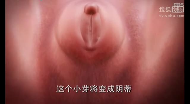 胎儿发育过程:胎儿性别的形成