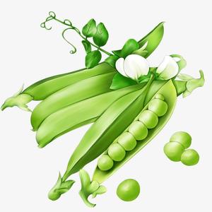 豌豆游世界 