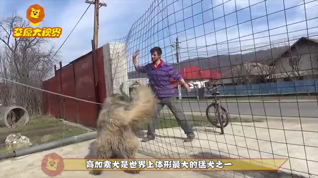 真正犬中战神的决斗，纯种藏獒对战高加索犬，比特也只能靠边站